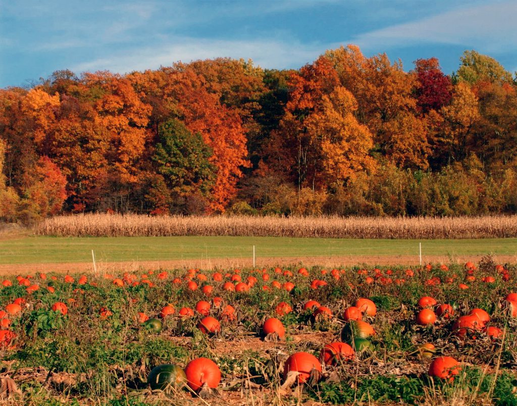The Golden Season: Fall foliage and festivals