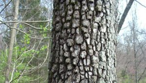 Native Plant Profile: Persimmon