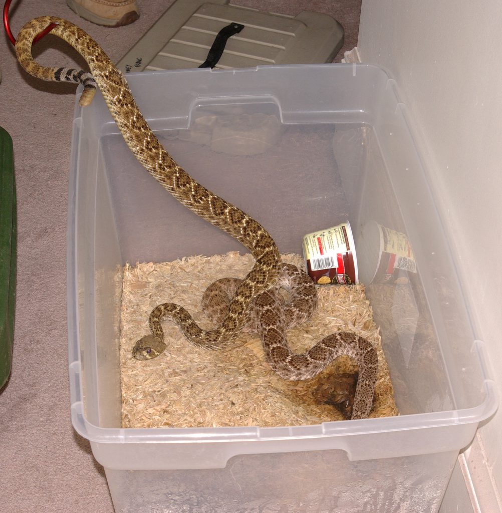 Washington County Man Charged in Snake Case