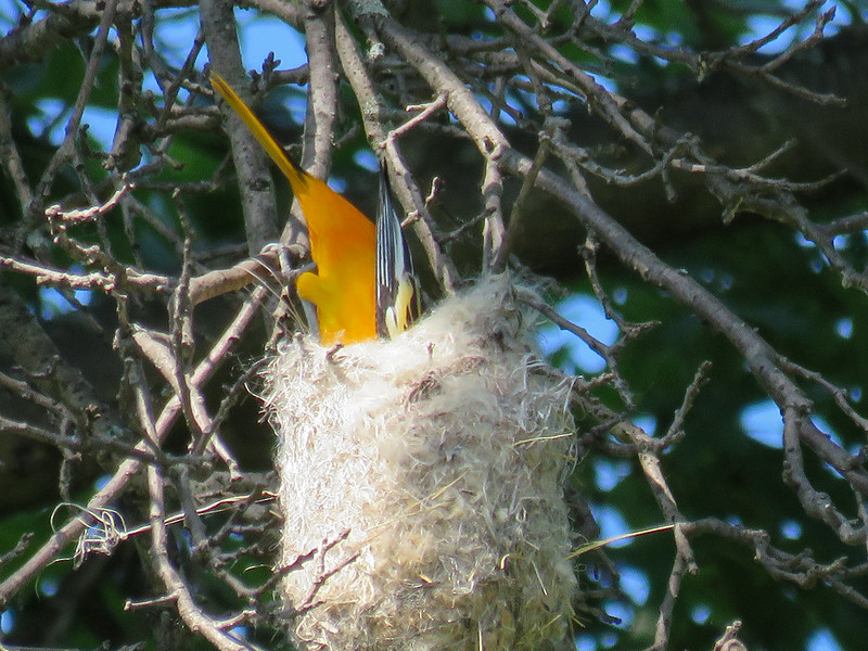 Native Animal Profile: Baltimore Oriole