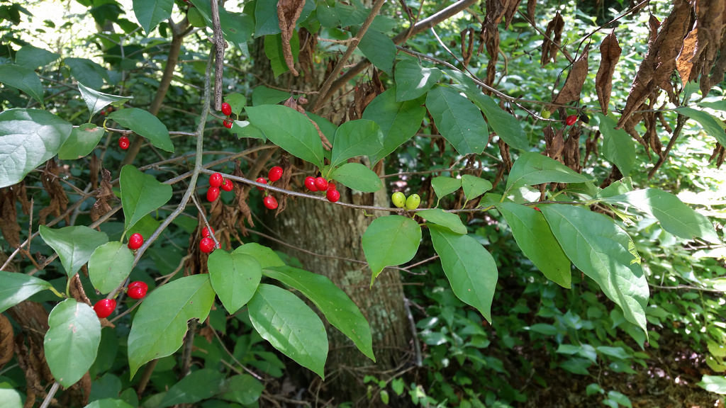 Native Plant Profile: Spicebush (Lindera benzoin)