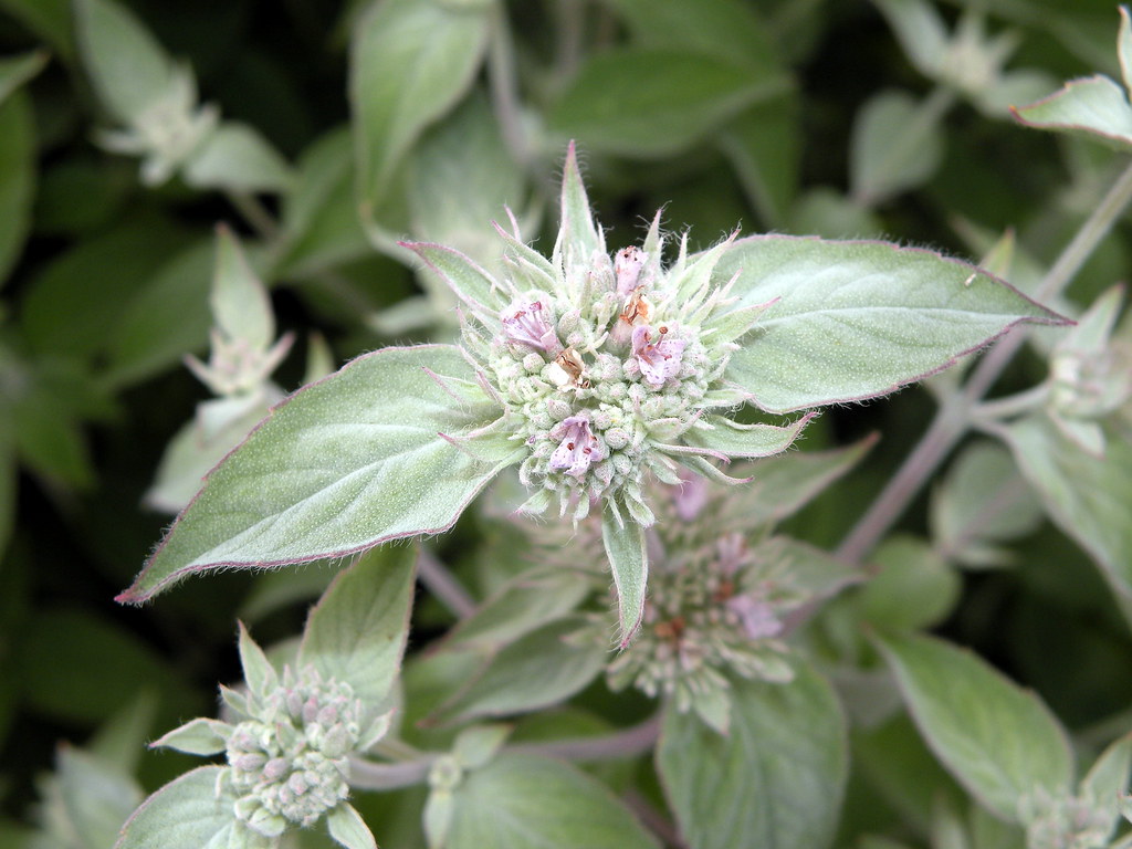 Native Plant Profile: Mountain Mint (Pycnanthemum spp.)