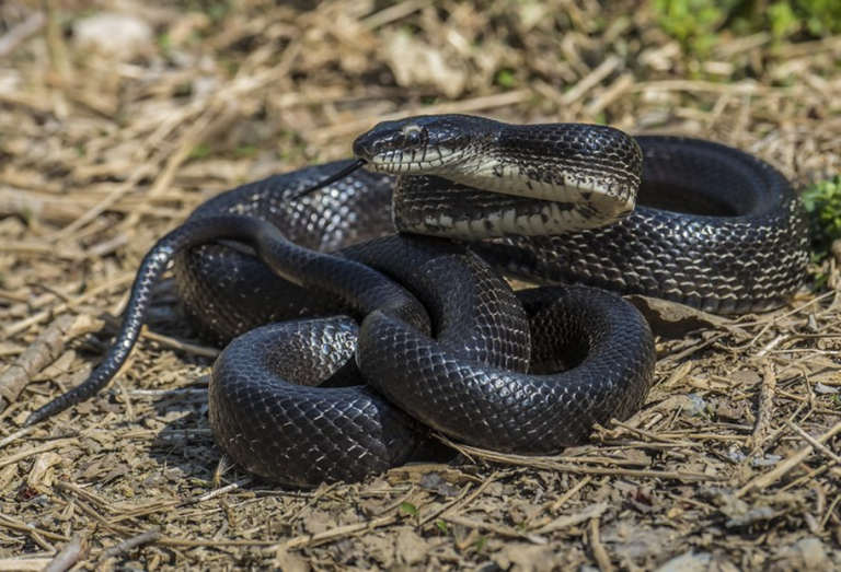 Native Animal Profile: Eastern Ratsnake (Pantherophis alleghaniensis)