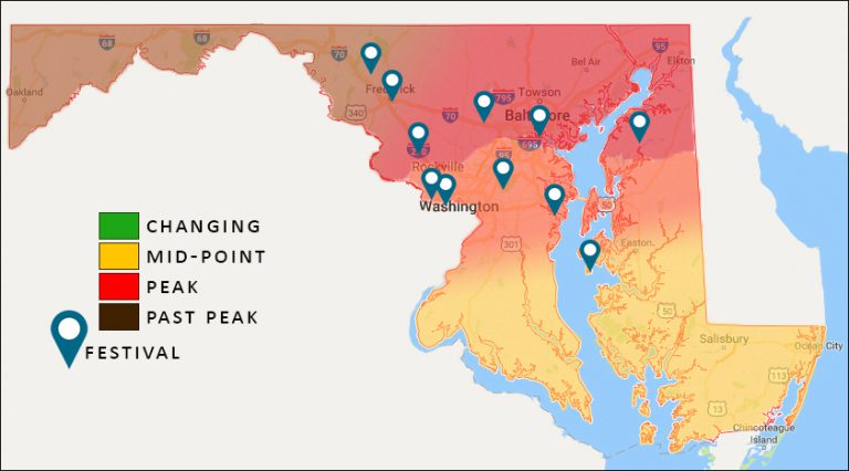 Fall Foliage and Festival Report for Nov. 2-3, 2019