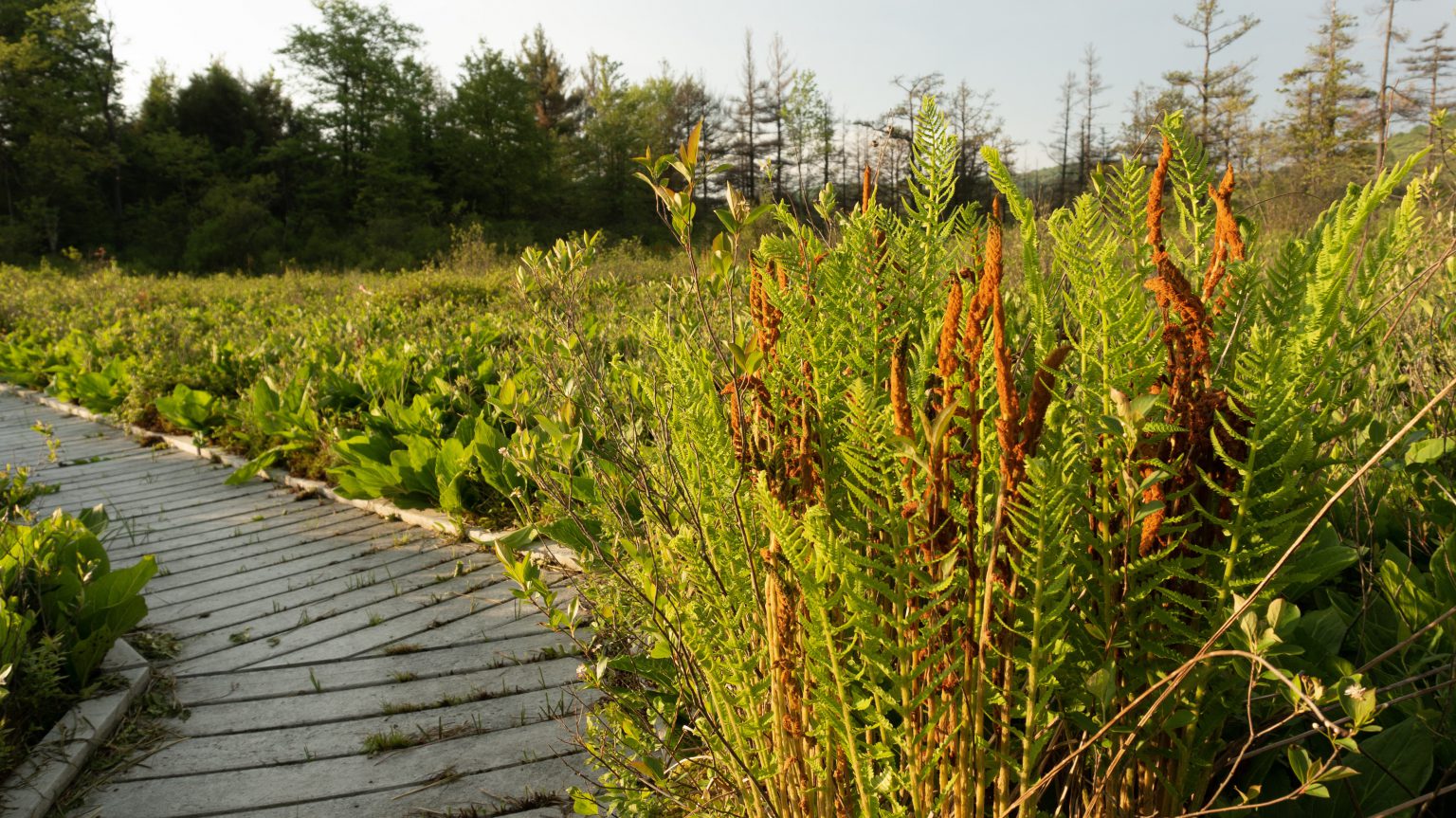 Way Cool: Cranesville Swamp Offers a Glimpse into a Different Time and ...