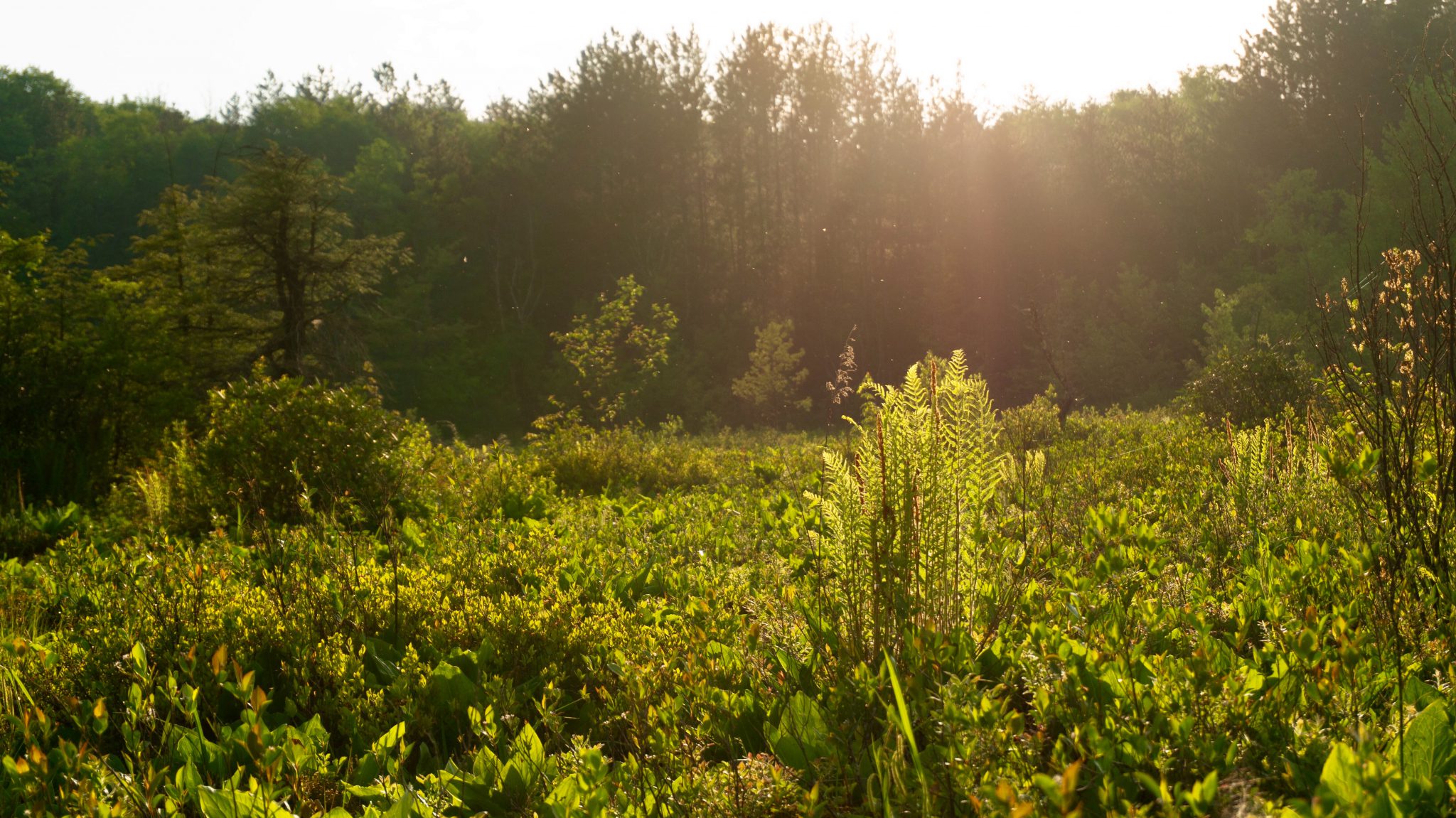 Way Cool: Cranesville Swamp Offers a Glimpse into a Different Time and ...