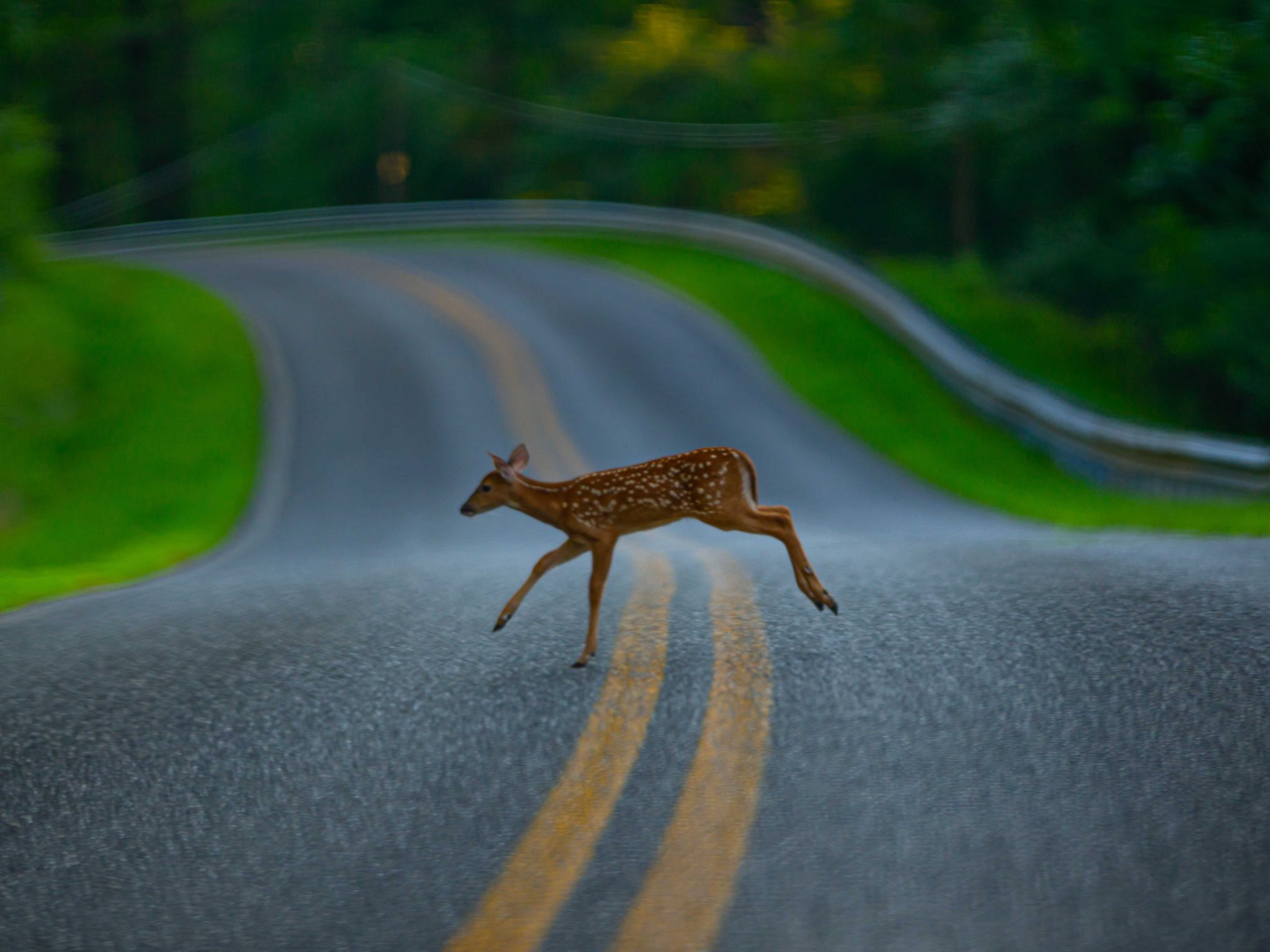 Home on the Fringe: White-tailed Deer Thrive in Suburbs