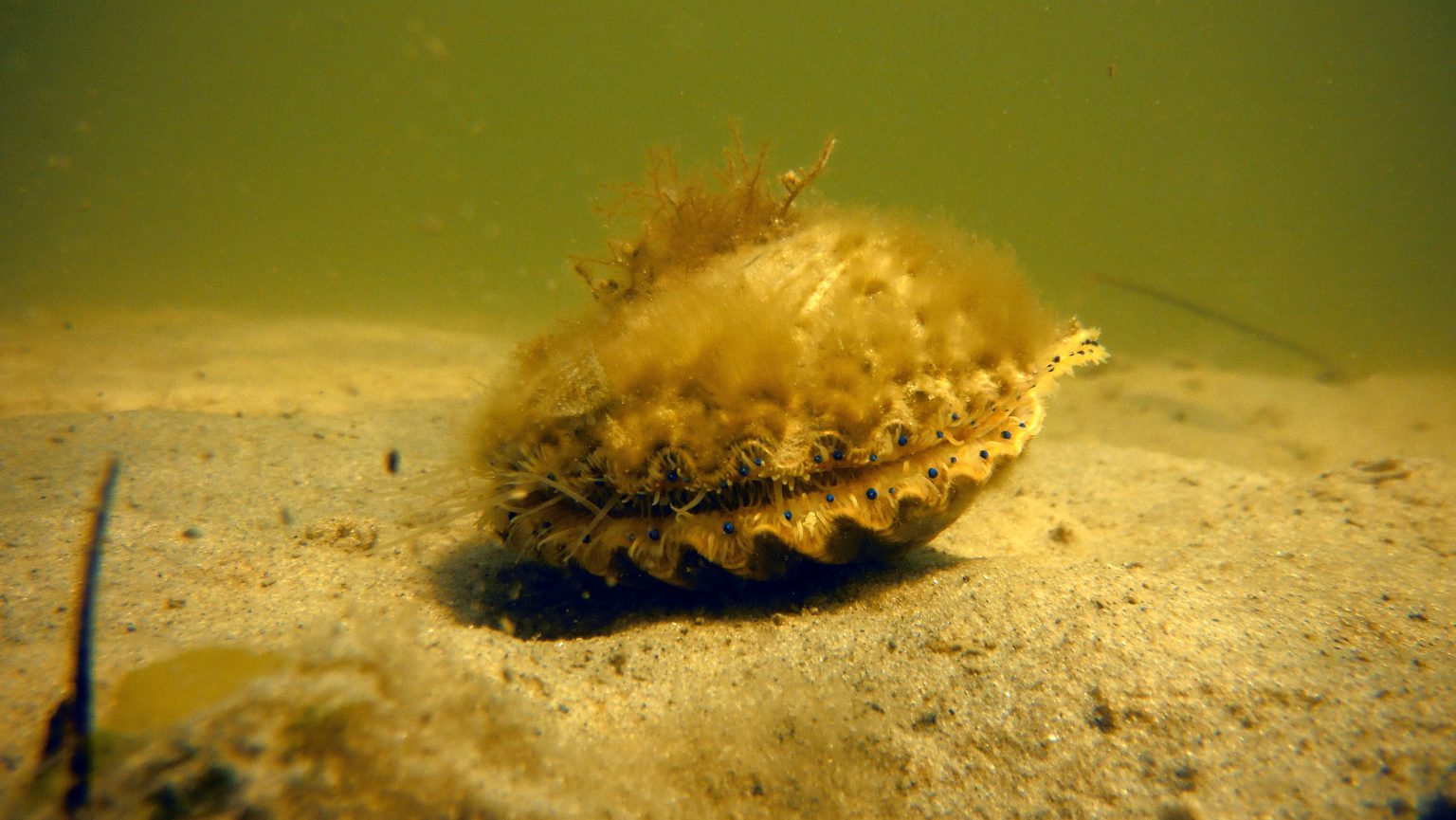Estuaries by the Sea: Maryland Coastal Bays Program Builds on Partnerships