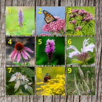 Creating Habitat for Stem-nesting Bees