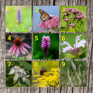 Creating Habitat for Stem-nesting Bees