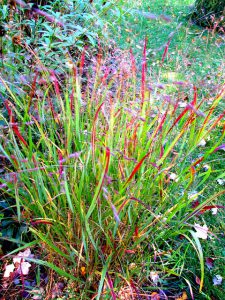 Native Plant Profile: Switchgrass (Panicum virgatum)