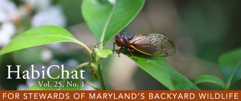 Maryland Native Wildlife: Brood X Periodical Cicadas