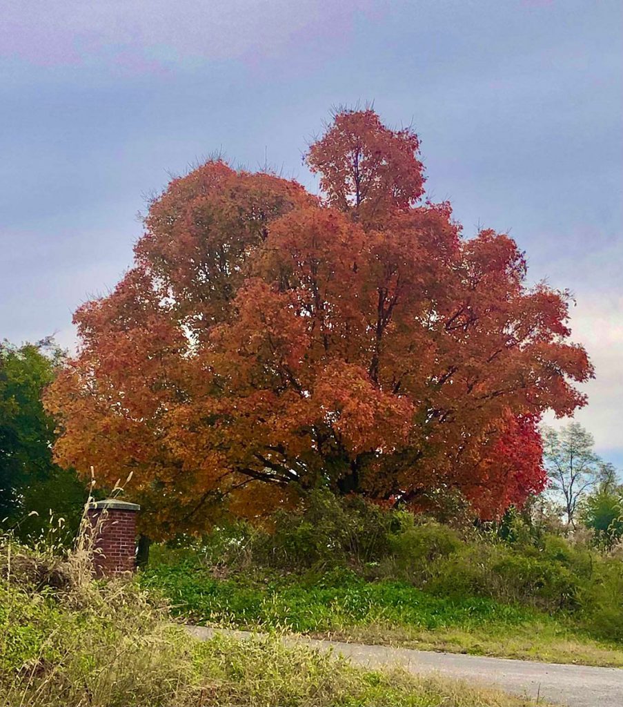 Fall Foliage Report – November 11, 2021