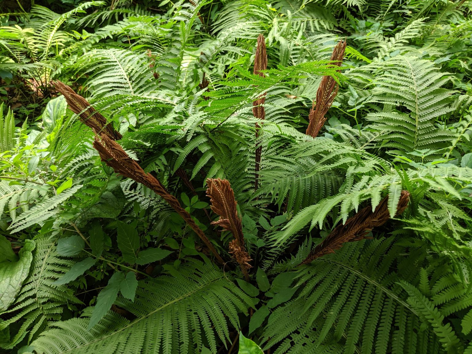 Native Plant Profile: Yours Frondly, Ferns