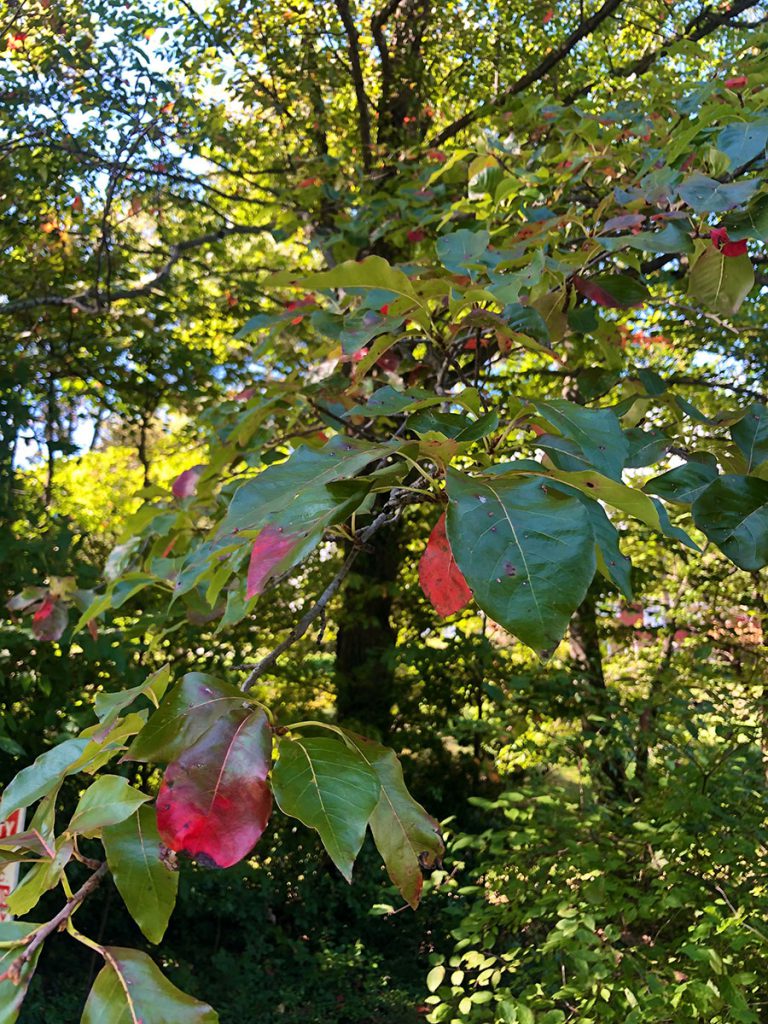 Fall Foliage Report – September 29, 2022