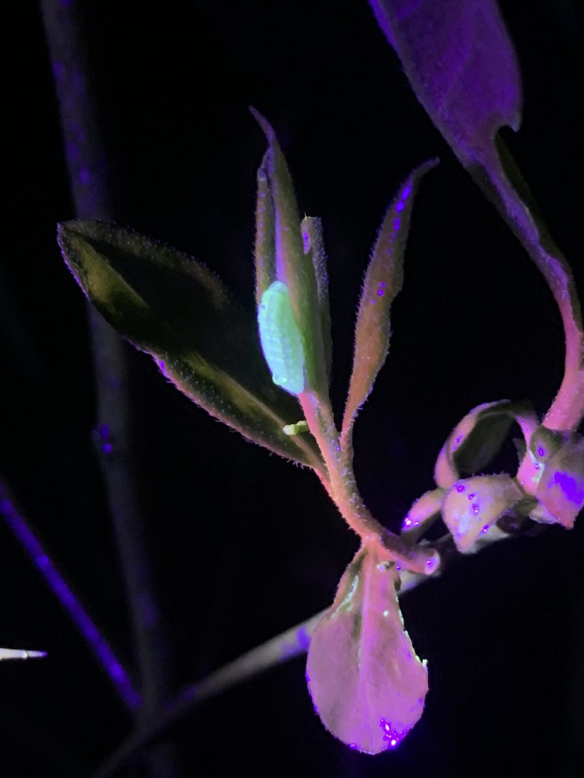 King’s hairstreak biofluorescence by Jen Selfridge