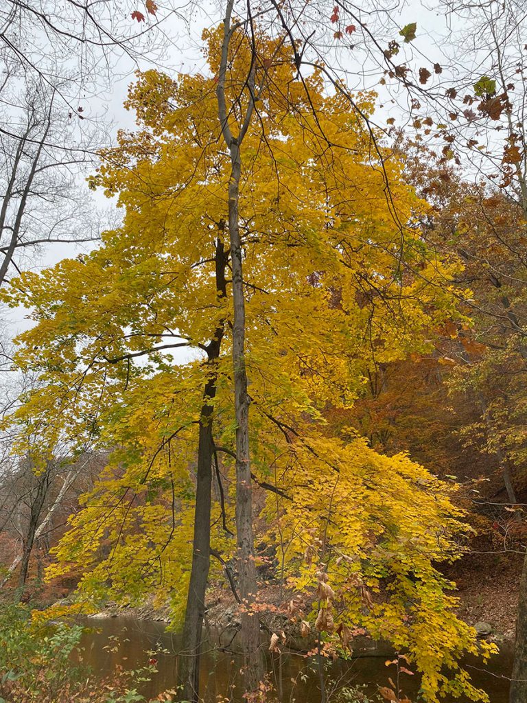 Fall Foliage Report – November 10, 2022 | Deep Creek Times