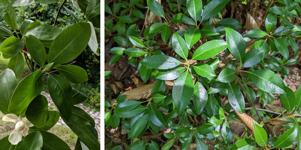 Native Plant Profile: Evergreens
