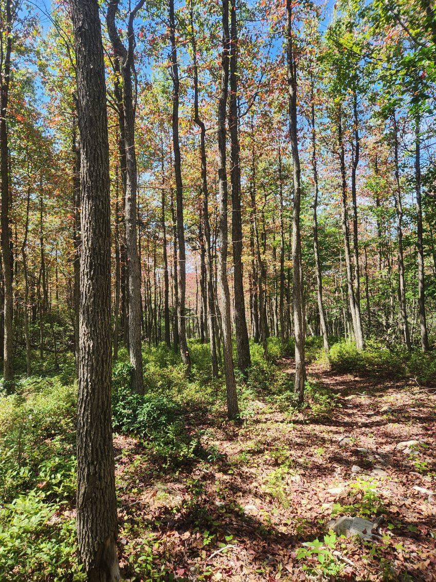 Maryland Fall Foliage Report – September 21, 2023 – Autumn Colors ...