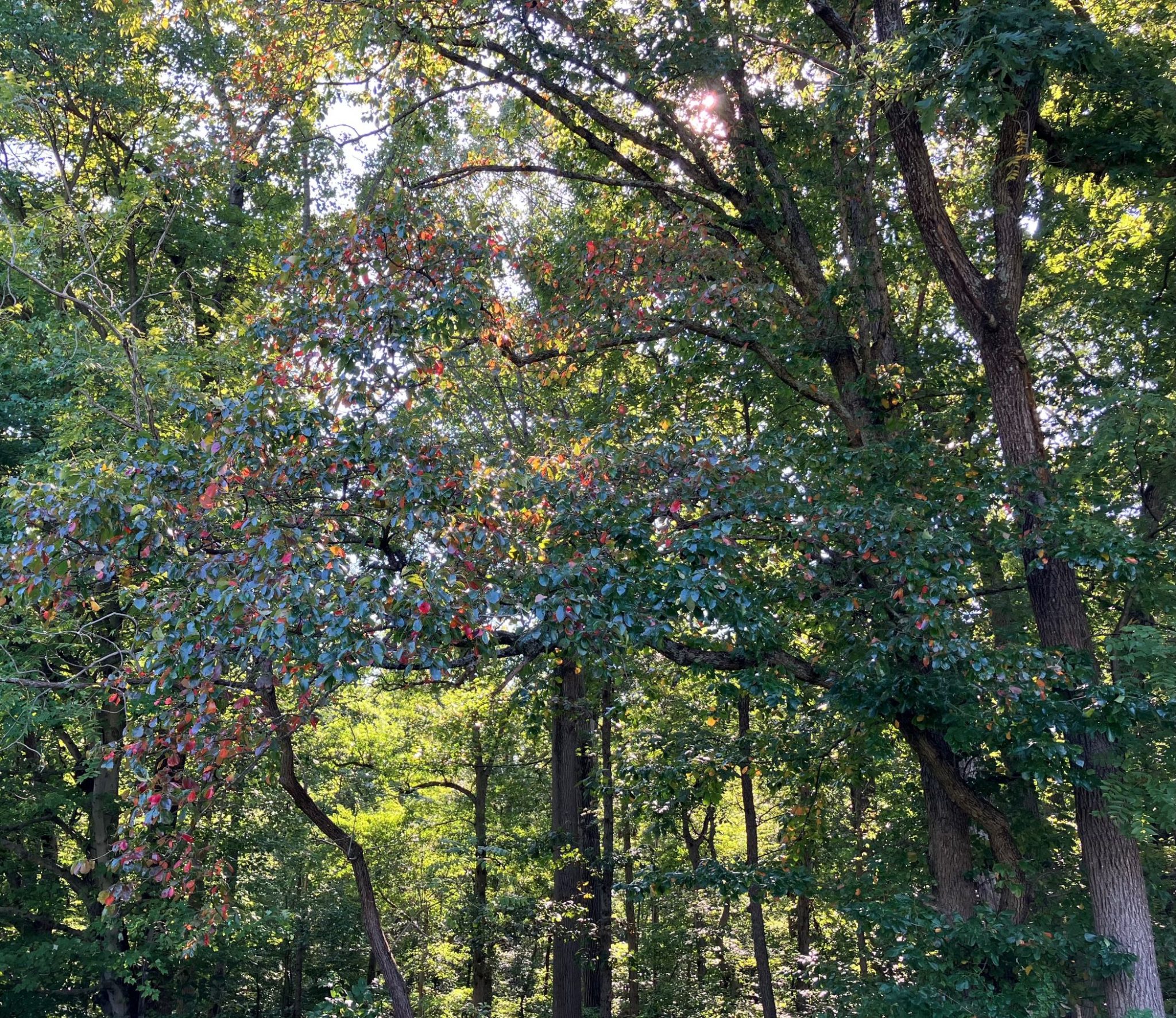Maryland Fall Foliage Report – September 21, 2023 – Autumn Colors ...