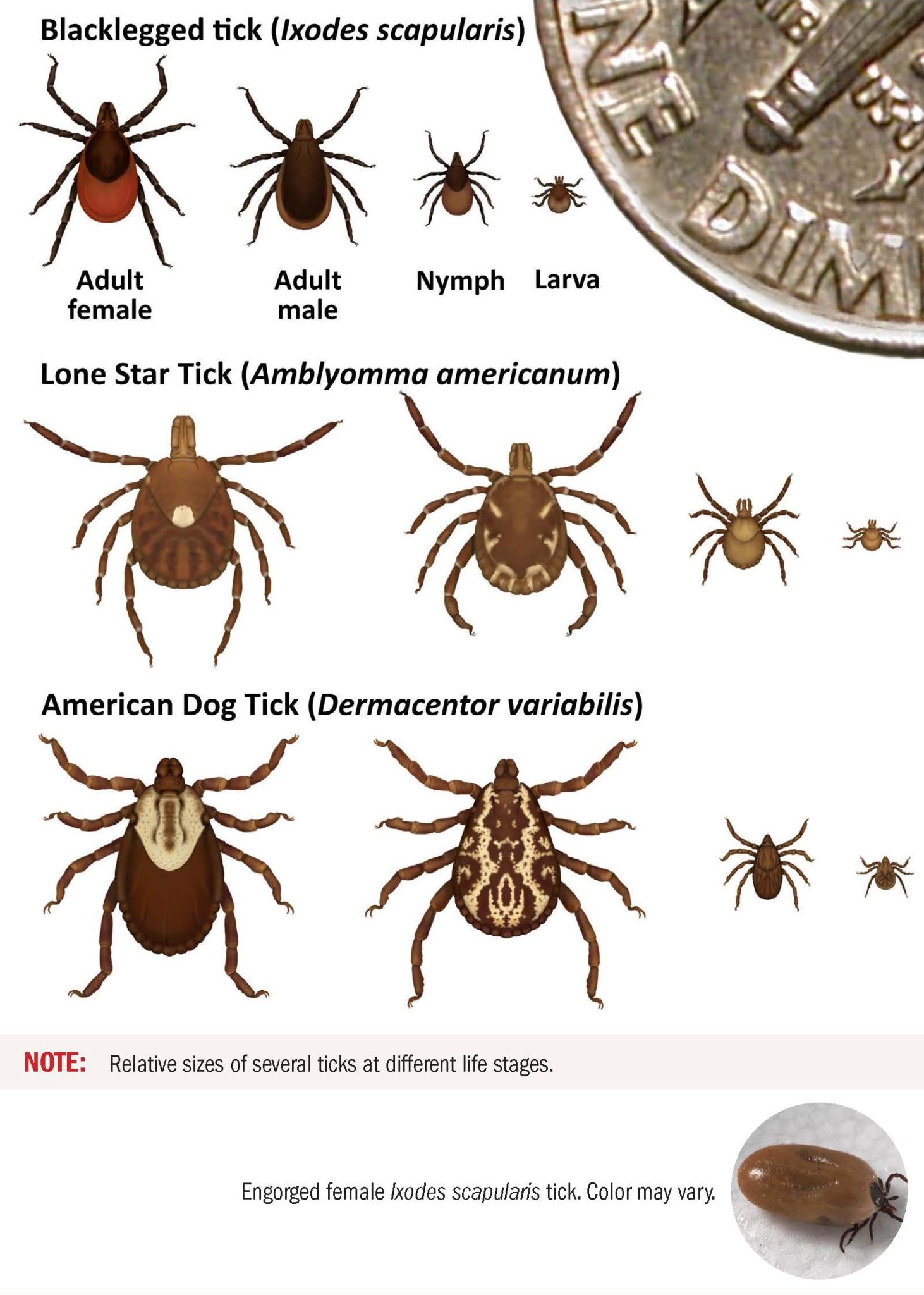 Researchers Enlist Community Help in Studying Increase of Ticks in ...