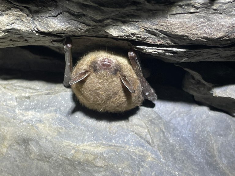 Little Brown Bat by DNR Biologist Megan Zagorski.