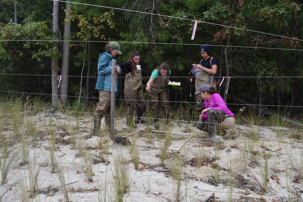 Maryland Department of Natural Resources staff count off saltmarsh hay ...