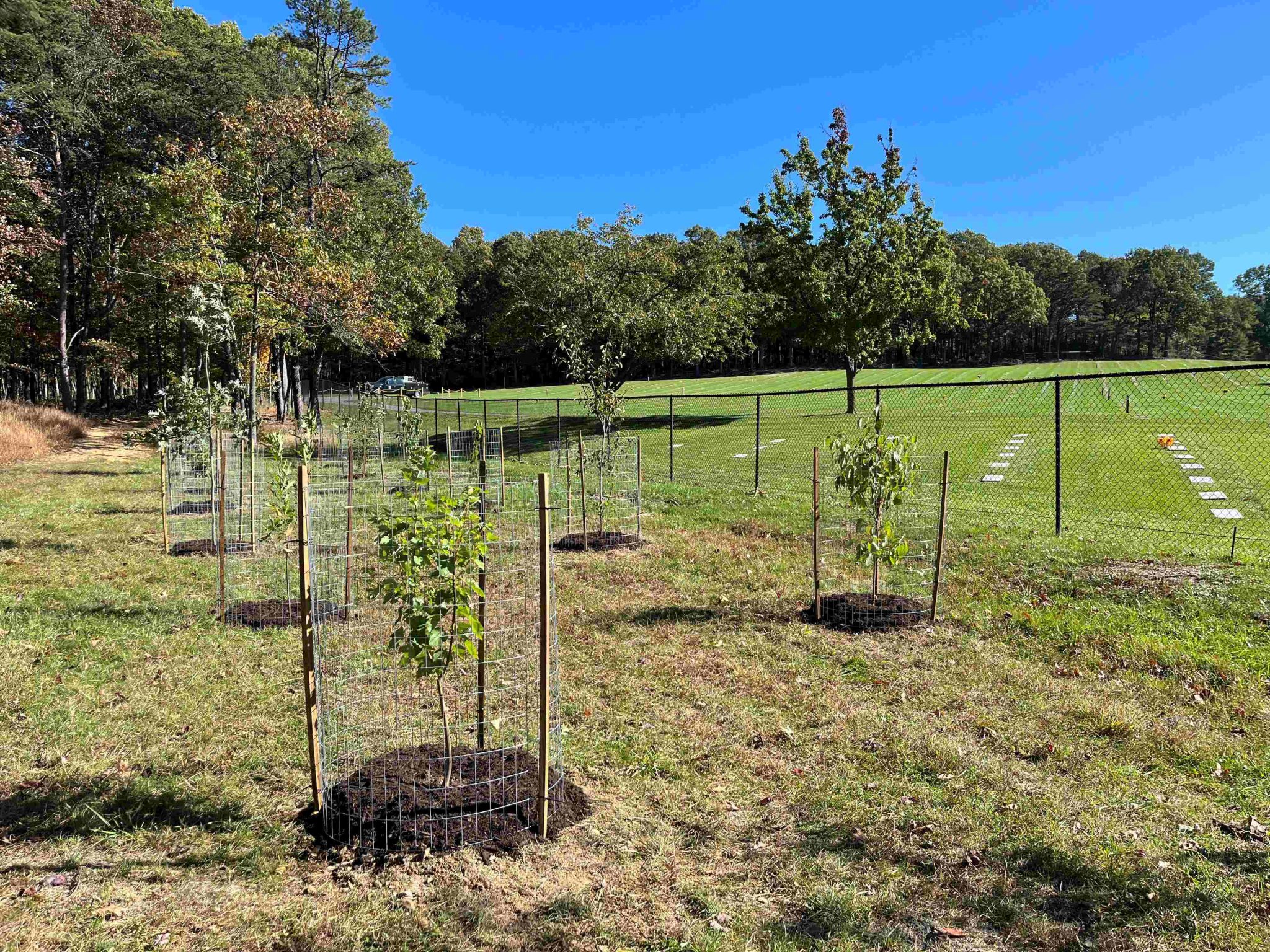 Maryland Nears Half a Million Trees Planted Toward 5 Million Goal