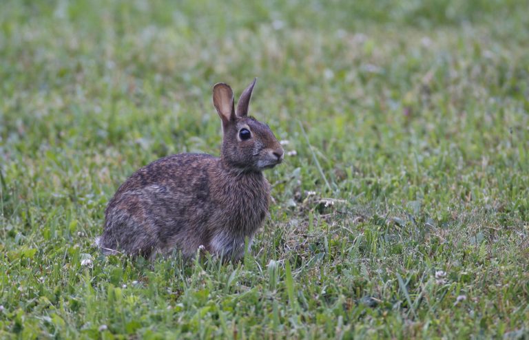 Native Animal Profile: Appalachian Cottontails