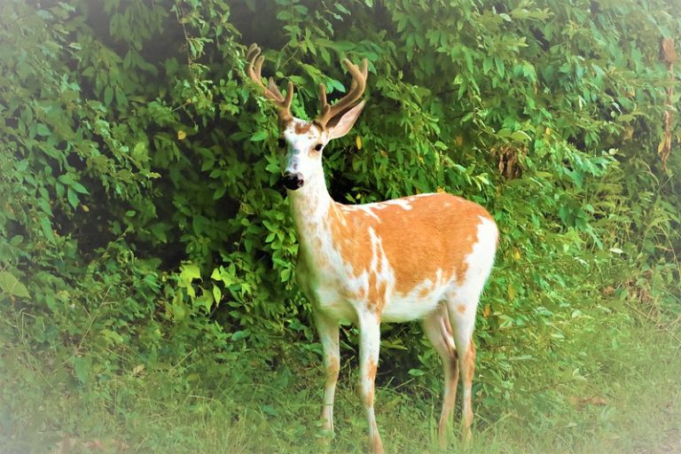 Meet Maryland’s Cryptids and the Wildlife That May Have Inspired Them