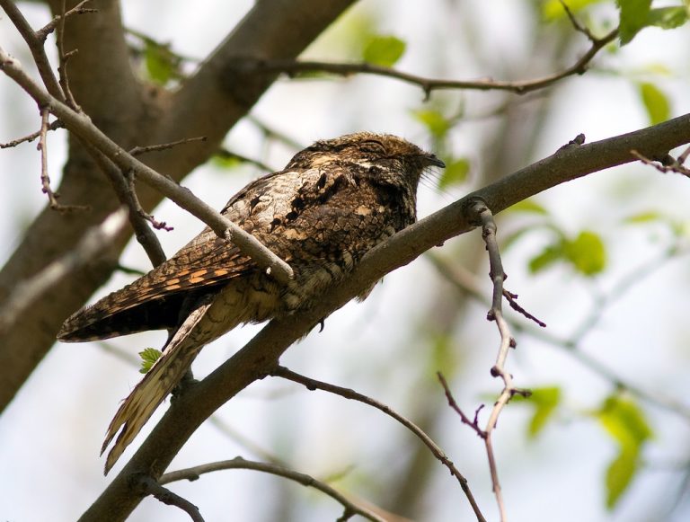 Native Animal Profile: Eastern Whip-poor-will