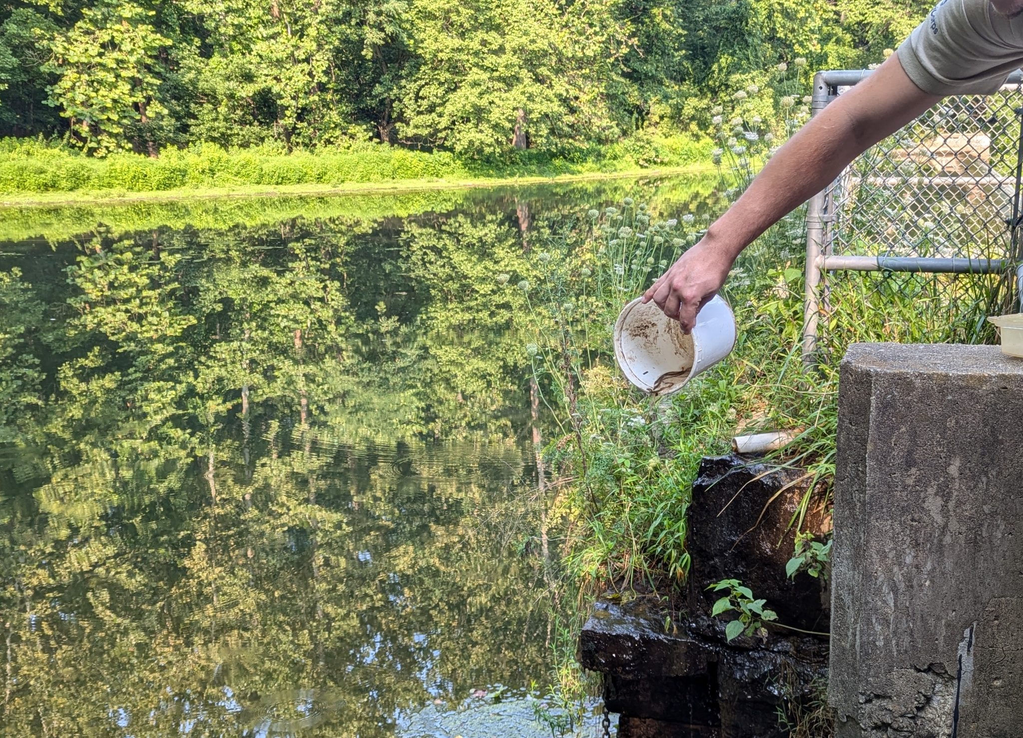 One Last Hurdle: American Eels Navigate over Ellicott City’s Daniels ...
