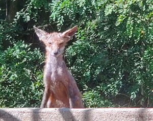 Meet Maryland’s Cryptids and the Wildlife That May Have Inspired Them