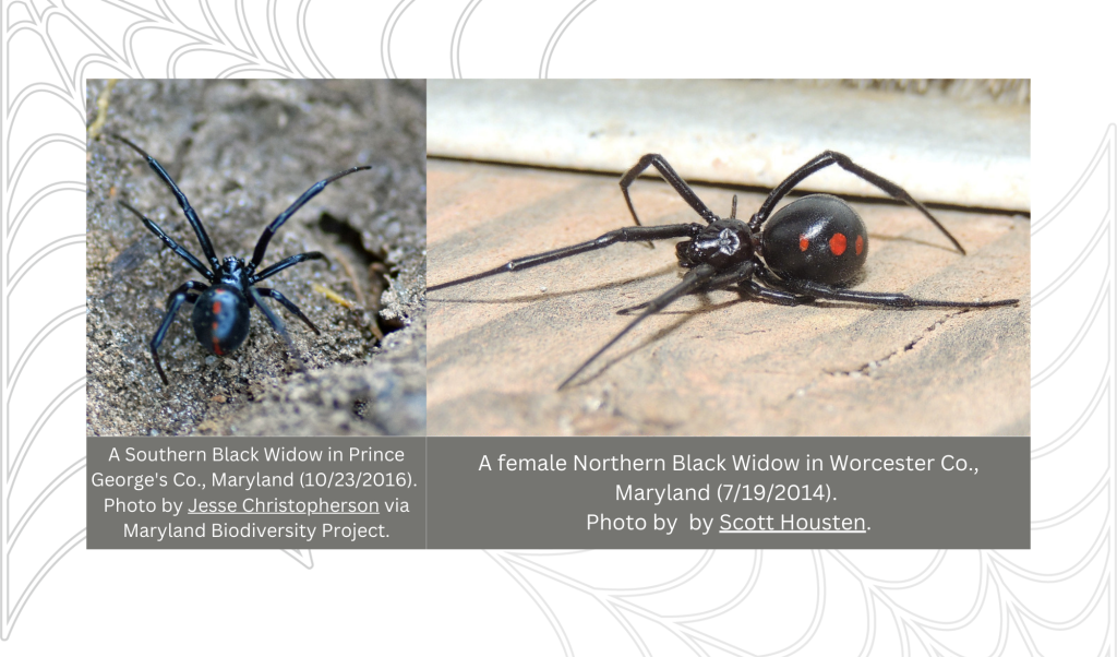 Fear-Busting Creepy Critters: Spiders