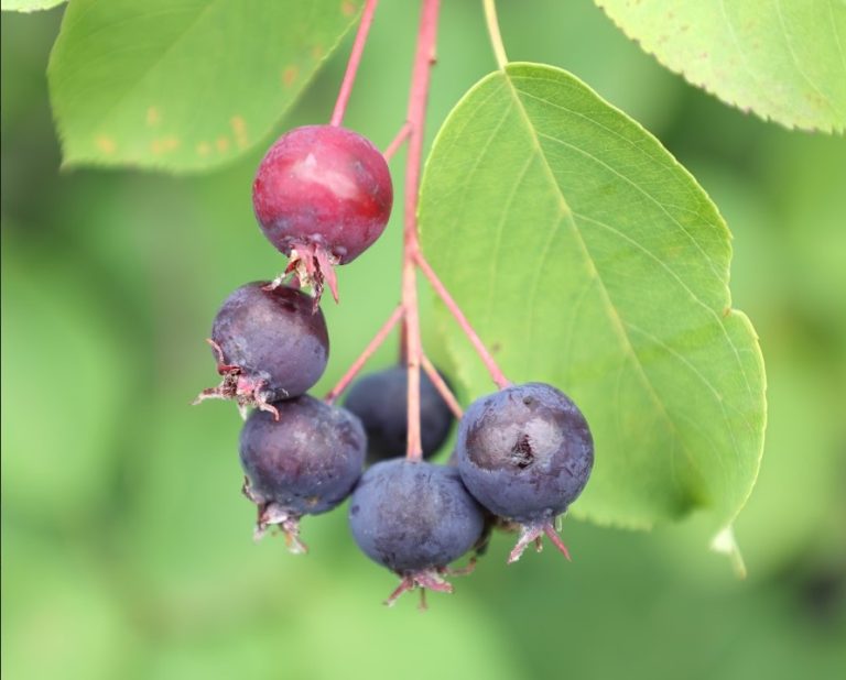 Native Plant Profile: Serviceberry