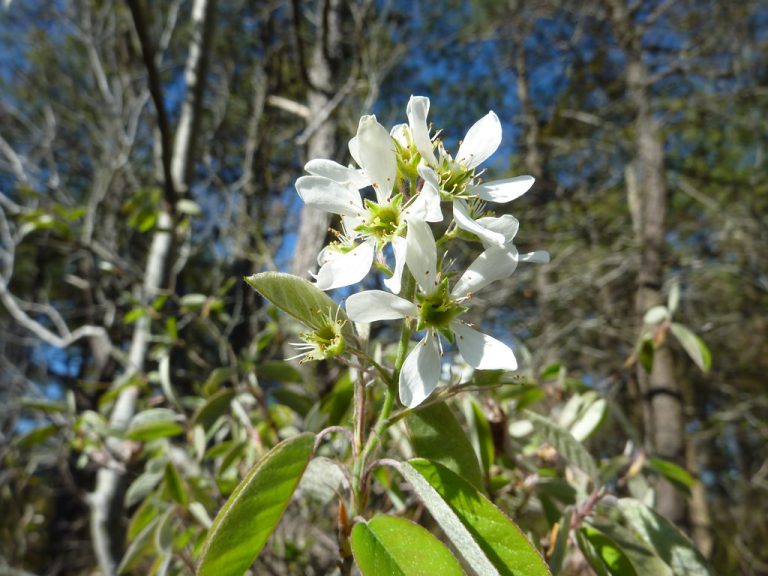 Native Plant Profile: Serviceberry