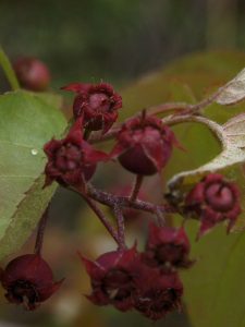 Native Plant Profile: Serviceberry