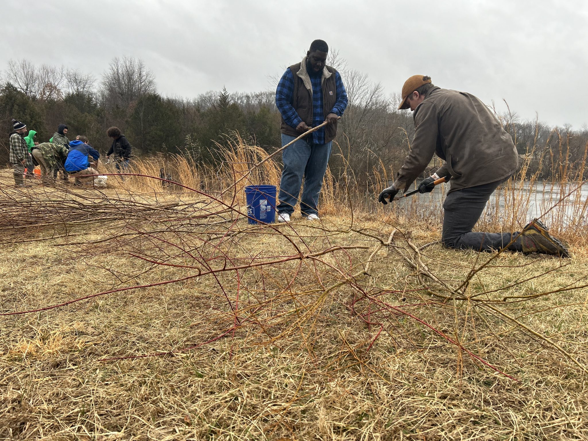 Live Staking: How To Plant Hundreds of Trees Fast, Using Branches from ...