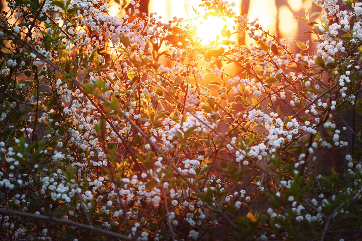 Leaf Language and Root Words: How Plants Communicate