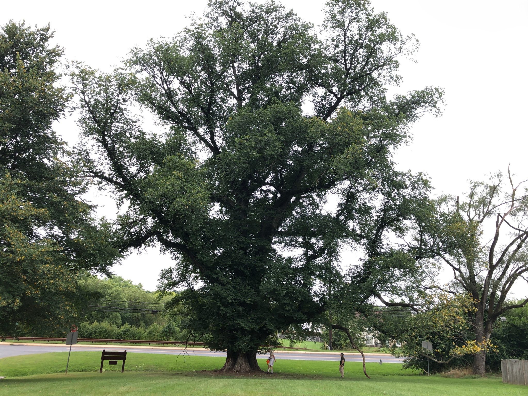 A tree on Goshen Road in Gaithersburg is believed to be the largest ...