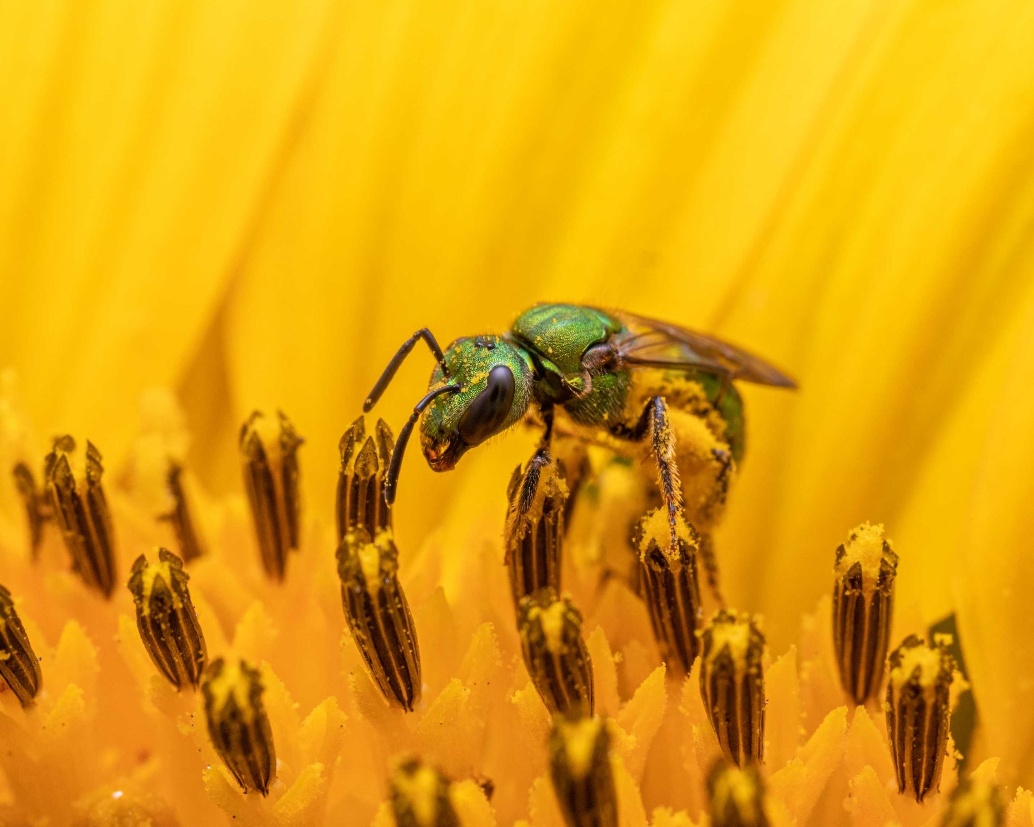 Native Animal Profile: Sweat Bees