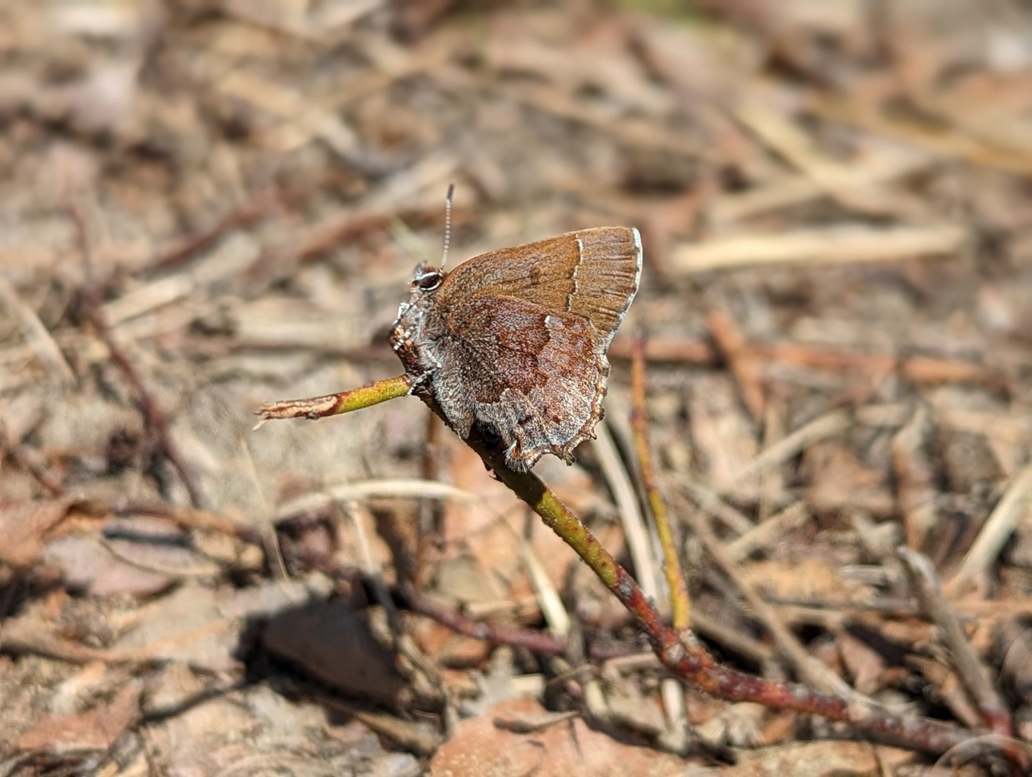 Frosted elfin butterfly (Callophrys irus)