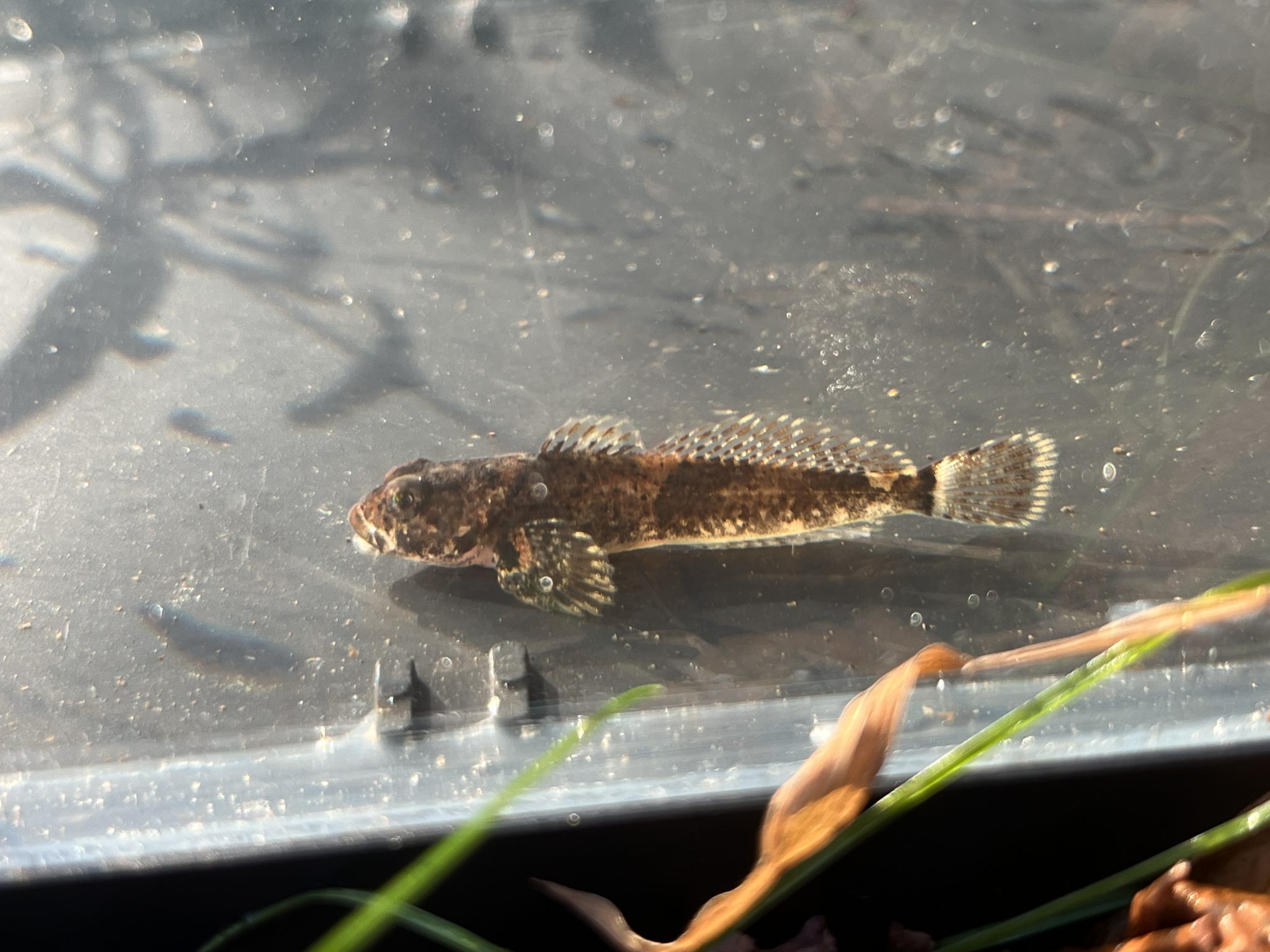 The blue ridge sculpin is among the species Marlylanders can target in ...