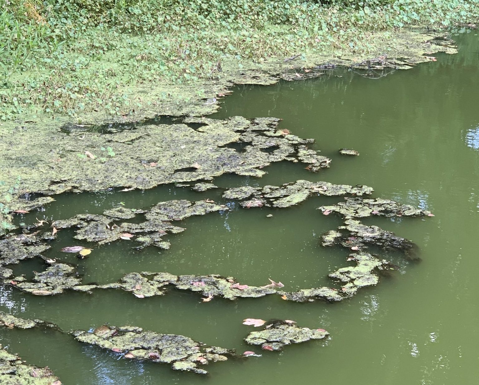 Protect Your Dogs’ Health: Harmful Algae Mats Can Pose Danger to Pets