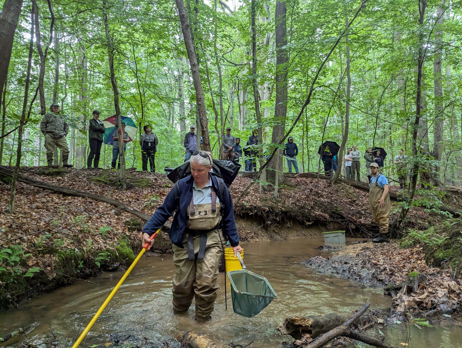 Maryland Biological Stream Survey scientists demonstrate the process of ...