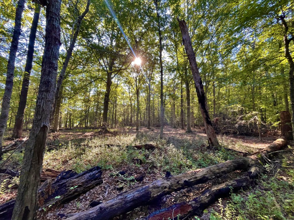 Patuxent Research Refuge, South Tract. Photo by Gabriel Diggs.