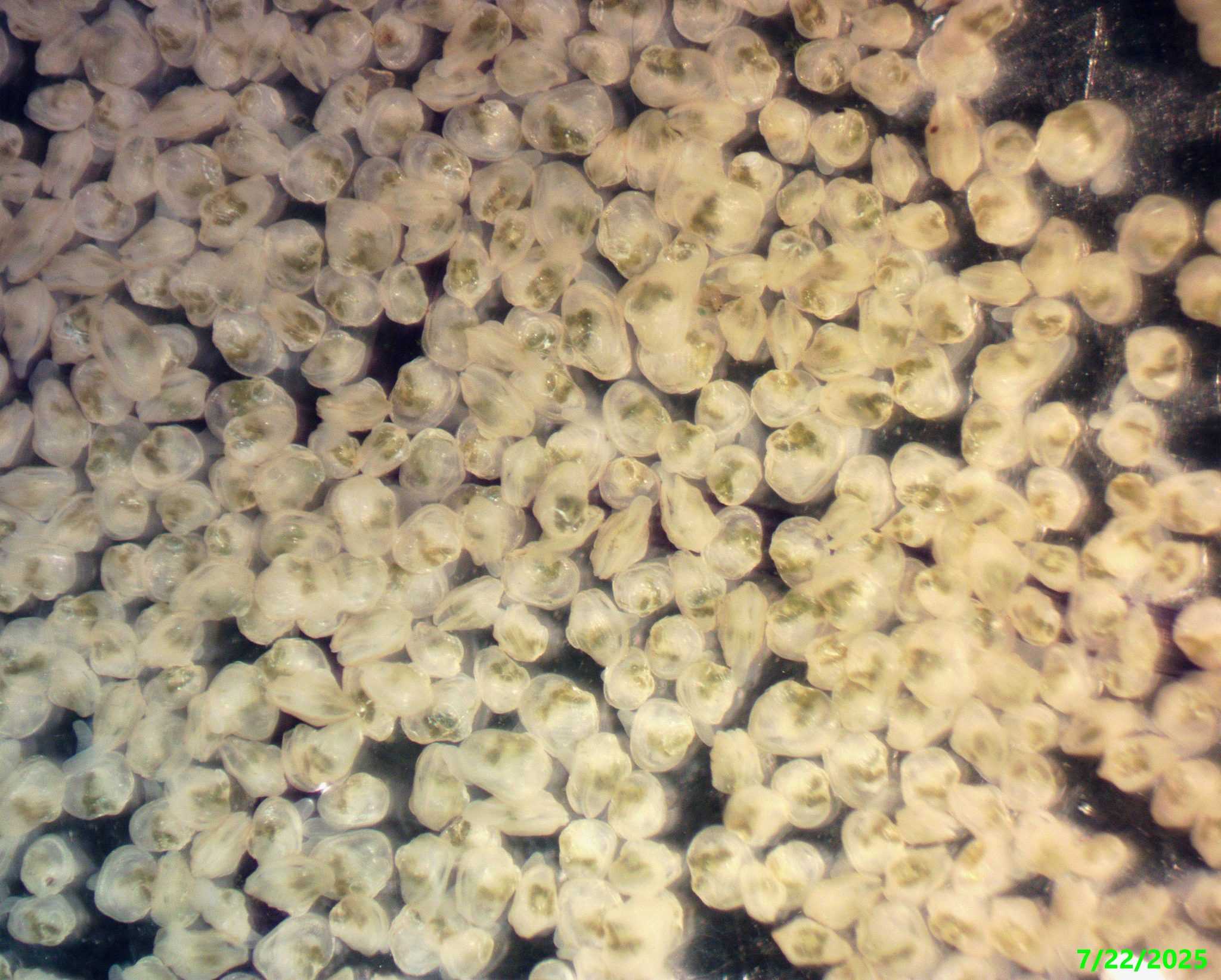 DNR Scientists Chart Future for Freshwater Mussel Restoration in Maryland