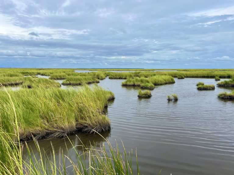 DNR Seeks Proposals for Living Shoreline Projects on Lower Eastern Shore