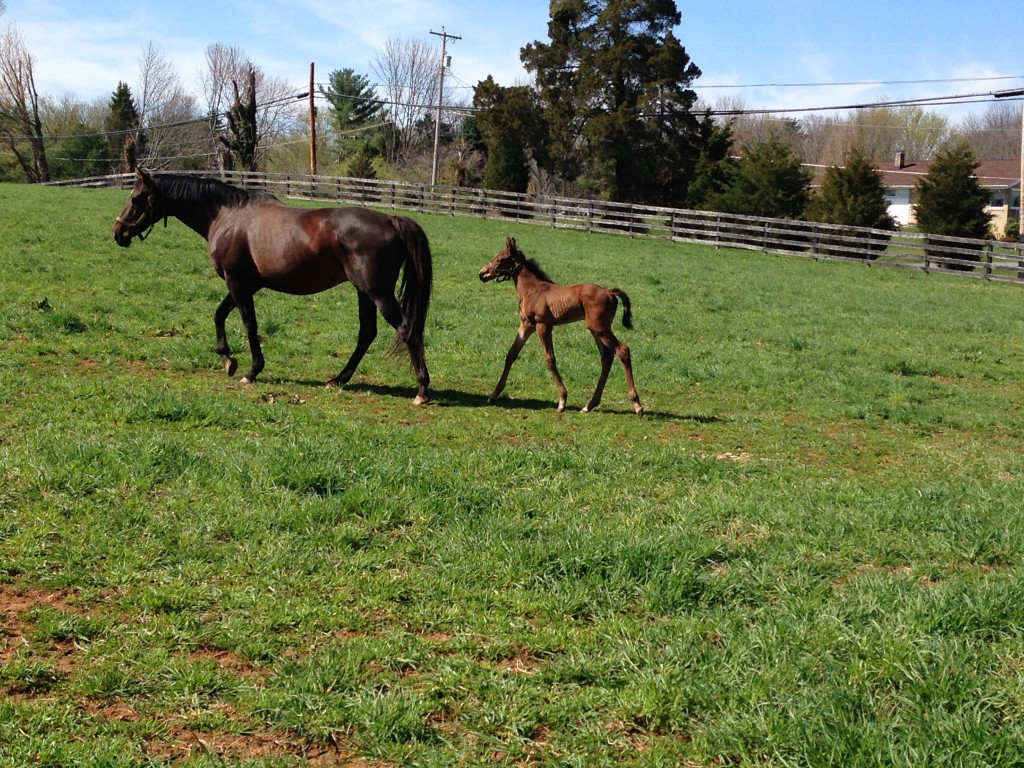 Horse Owners Urged to Vaccinate Horses Now Against West Nile Virus ...